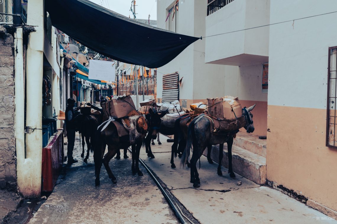 Planning Valley of Flowers Trek-A Detailed Guide - The Travel Curry